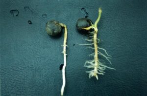 Root Growth System - Rootmaker