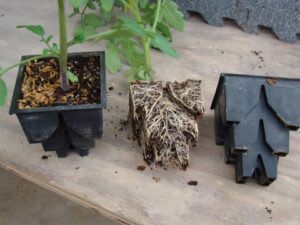 Species and Spacing in RootMaker Propagation Trays - Rootmaker