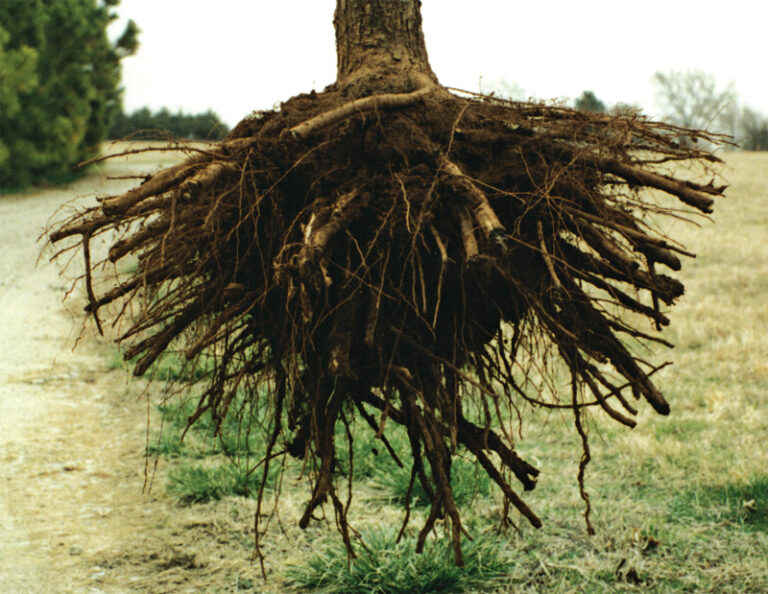 Root Growth System - Rootmaker