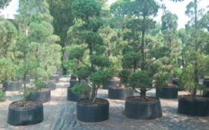 Finishing - Rootmaker