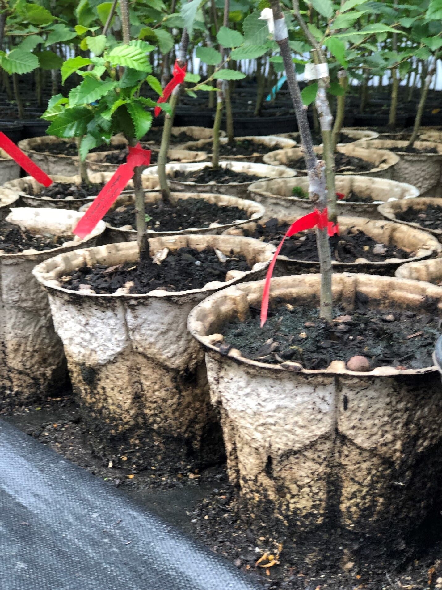 Protect Your Plants with RootSkirts - Rootmaker Protect Your Plants with RootSkirts - Rootmaker