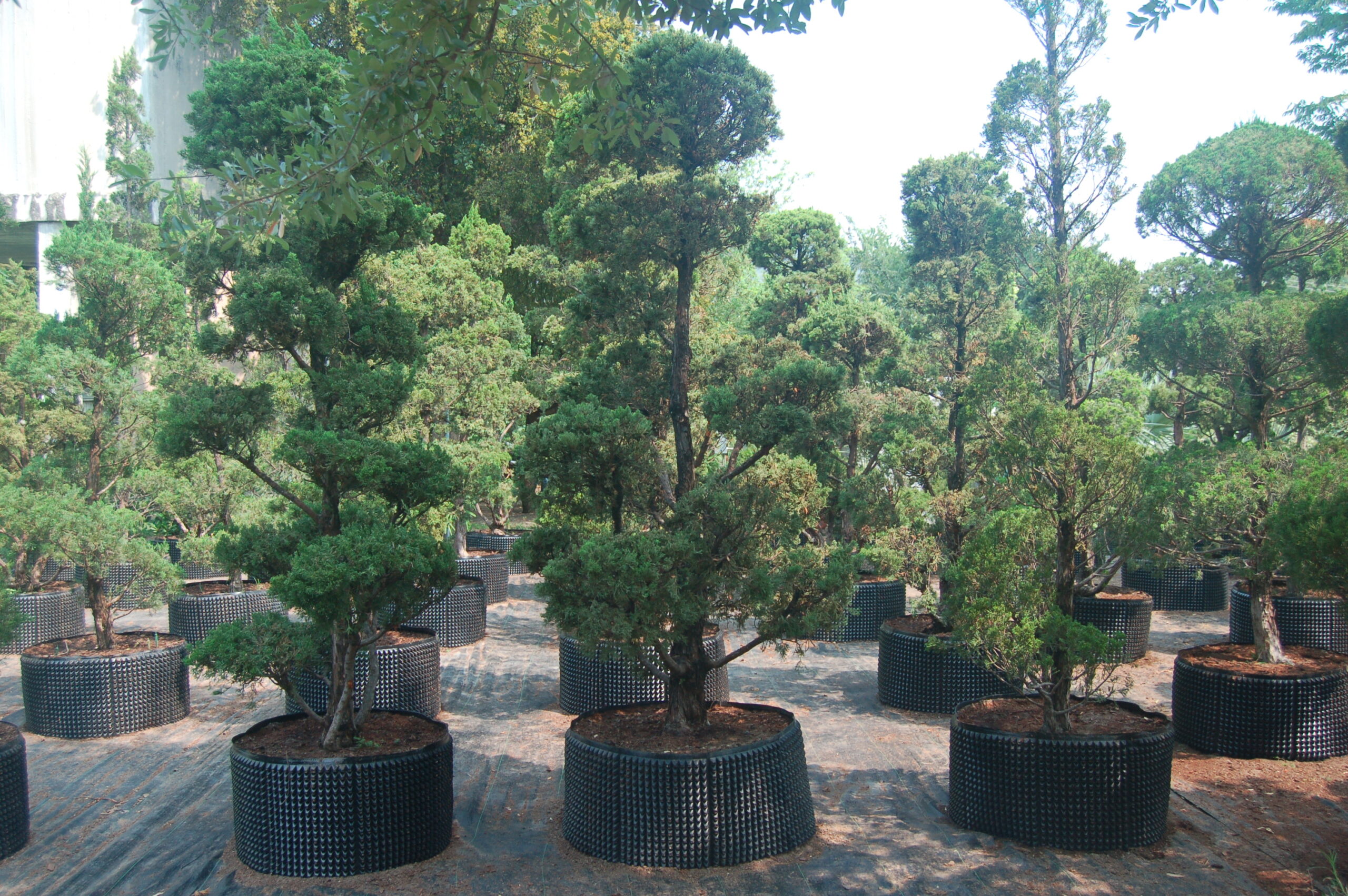 RootMaker® Certified Growers - Rootmaker